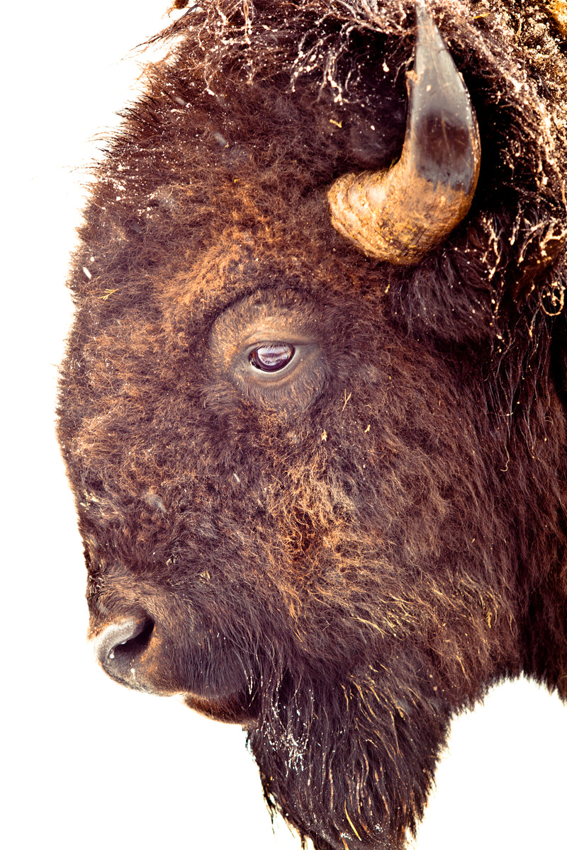 Buffalo and Bison – Black Hills Stickers & Apparel